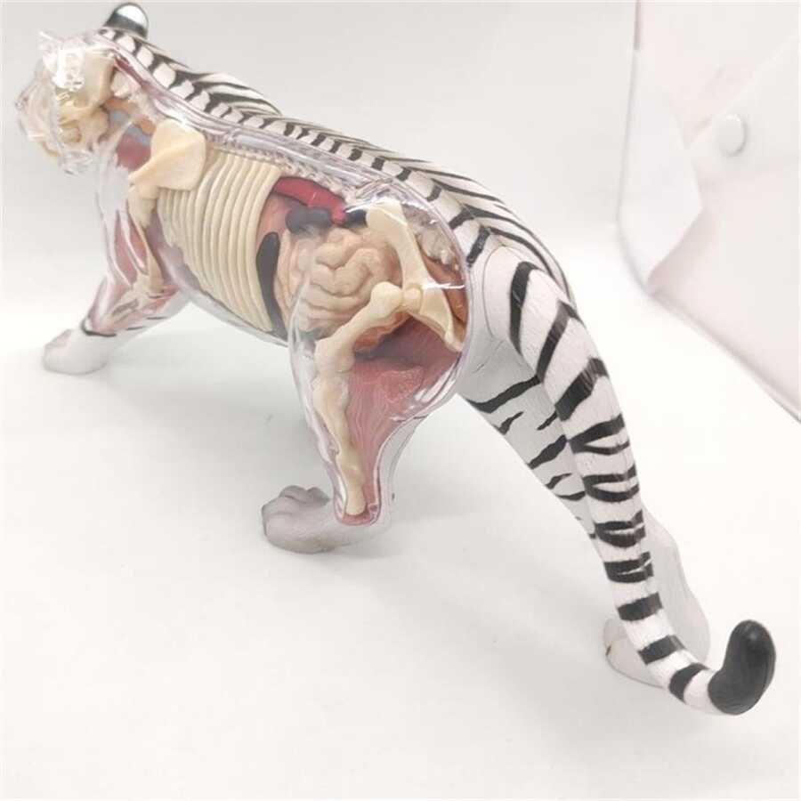 4D Master Vision Oyuncak Beyaz Kaplan Anatomi Modeli Animal Inside Out ...